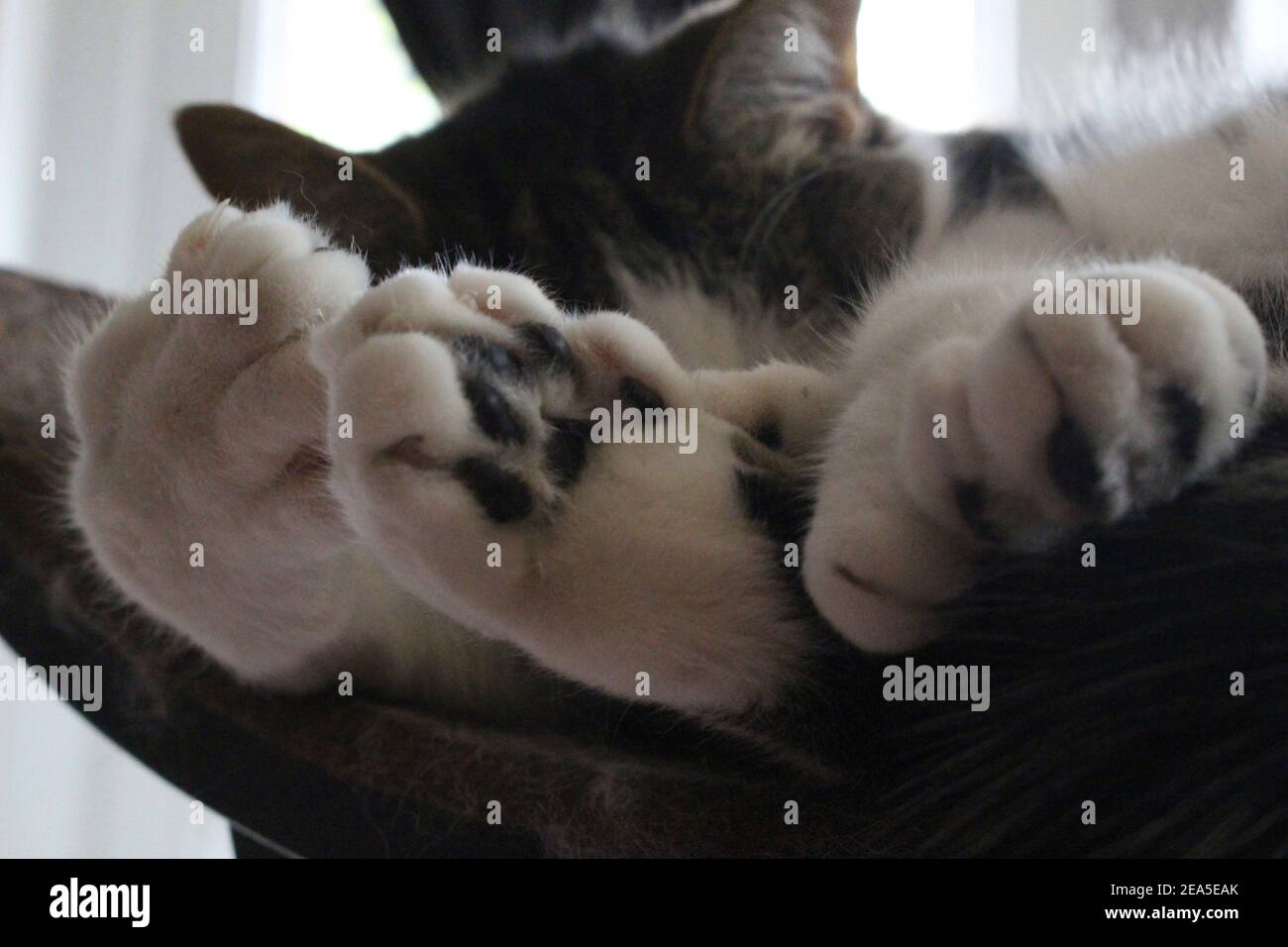 Napping cat hi-res stock photography and images - Alamy