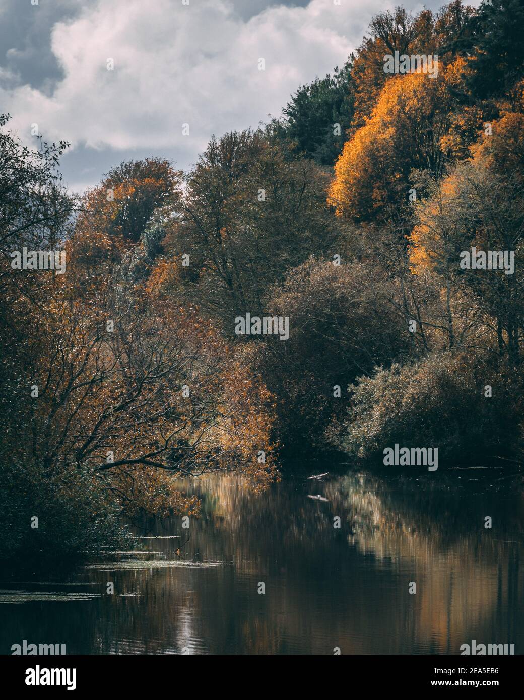 Peaceful river scenery in fall colors, bird taking off Stock Photo - Alamy