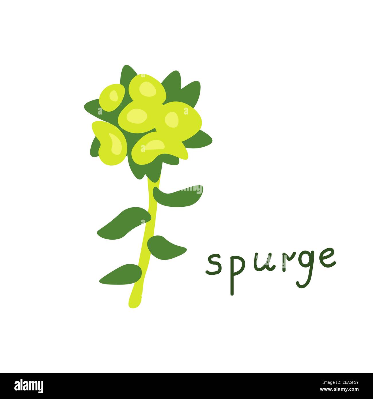 Spurge flower simple vector illustration Stock Vector Image & Art - Alamy