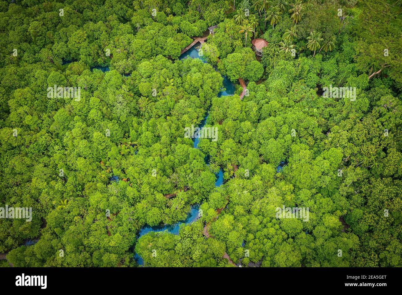 Aerial view image of Tha Pom Klong Song Nam mangrove forest or Emerald ...