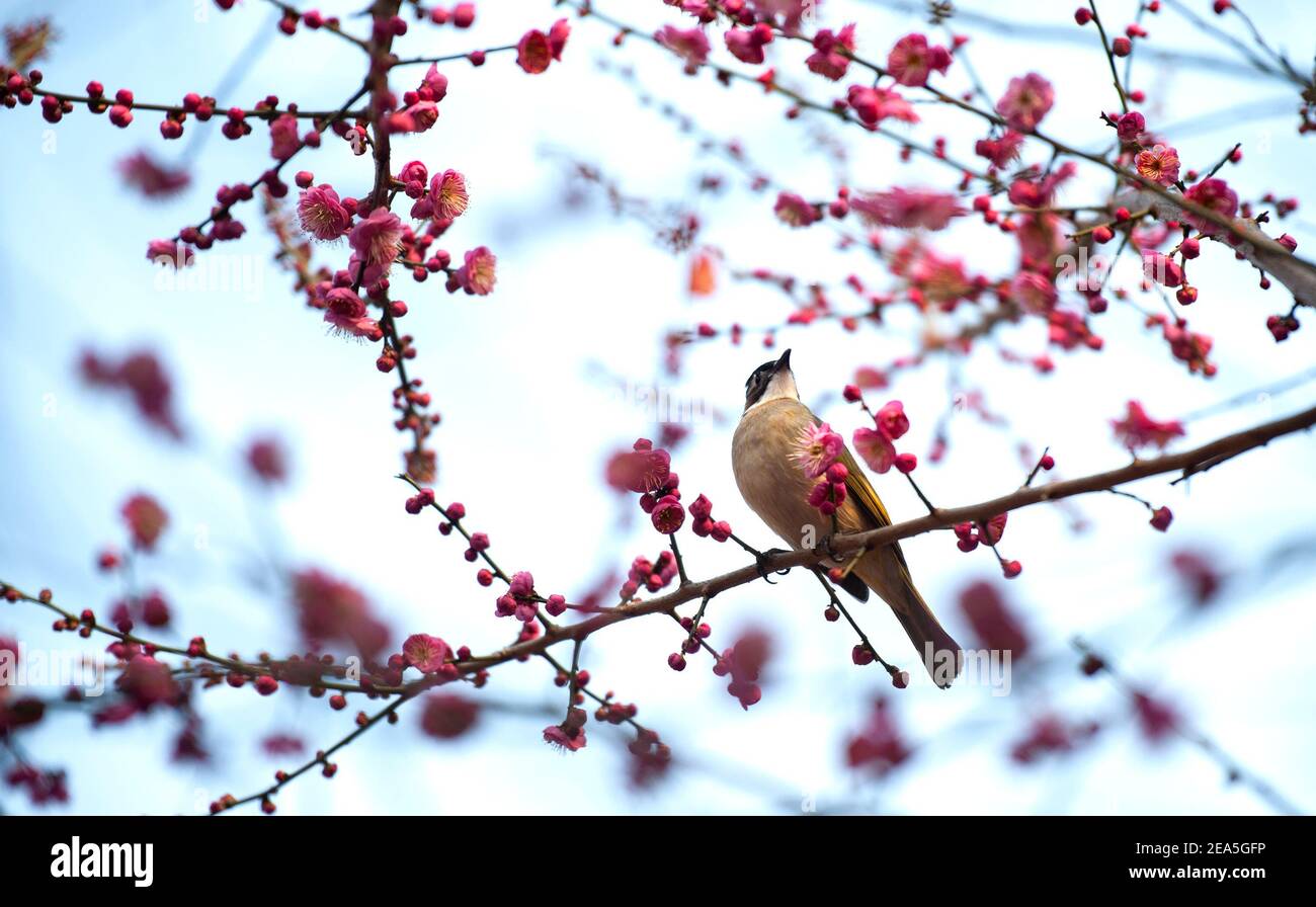 Beijing, China. 7th Feb, 2021. A Chinese bulbul rests on a branch of ...