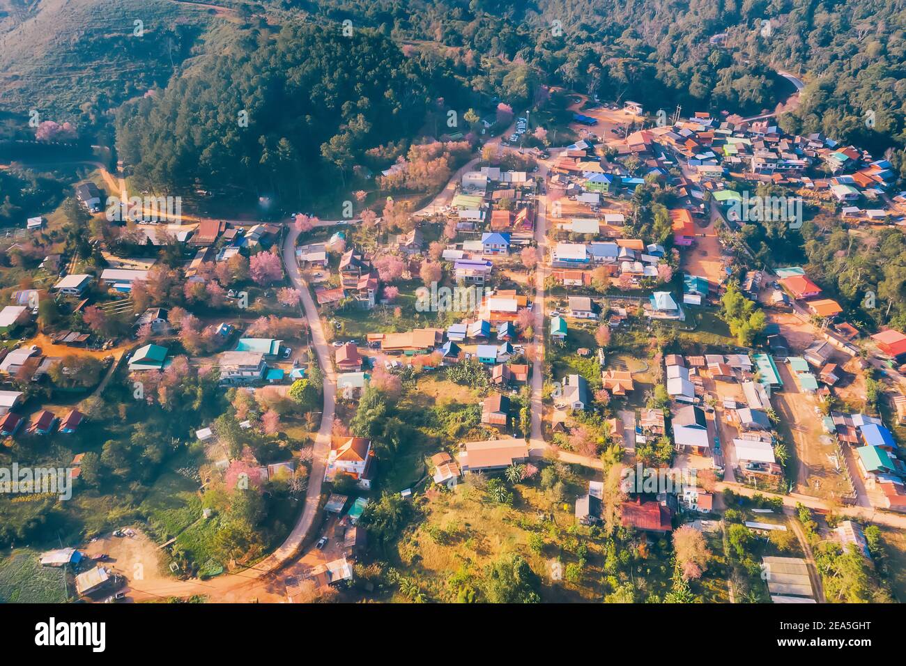 Aerial view image of Rong Kla Village and Sakura Tree at sunrise in Phu ...