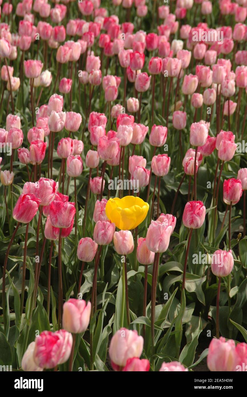 Single yellow tulip among the field of bicolor pink and white tulips ...
