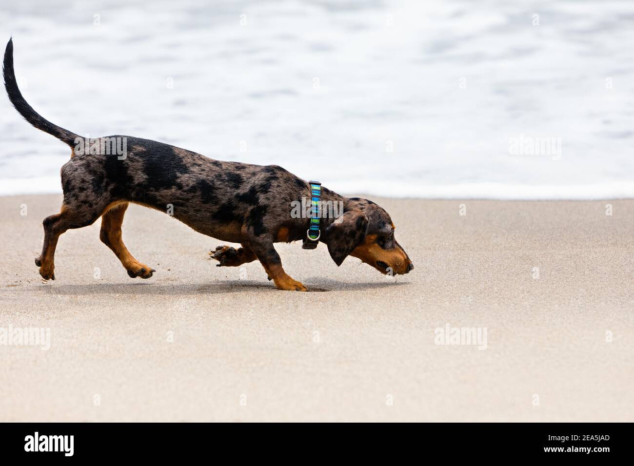 Photo of dachshund puppy knowns as badger dog walking by sand beach ...