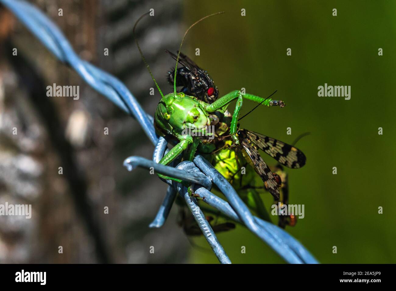 a grasshopper the prey of the red-backed shrike impaled on a fence ...