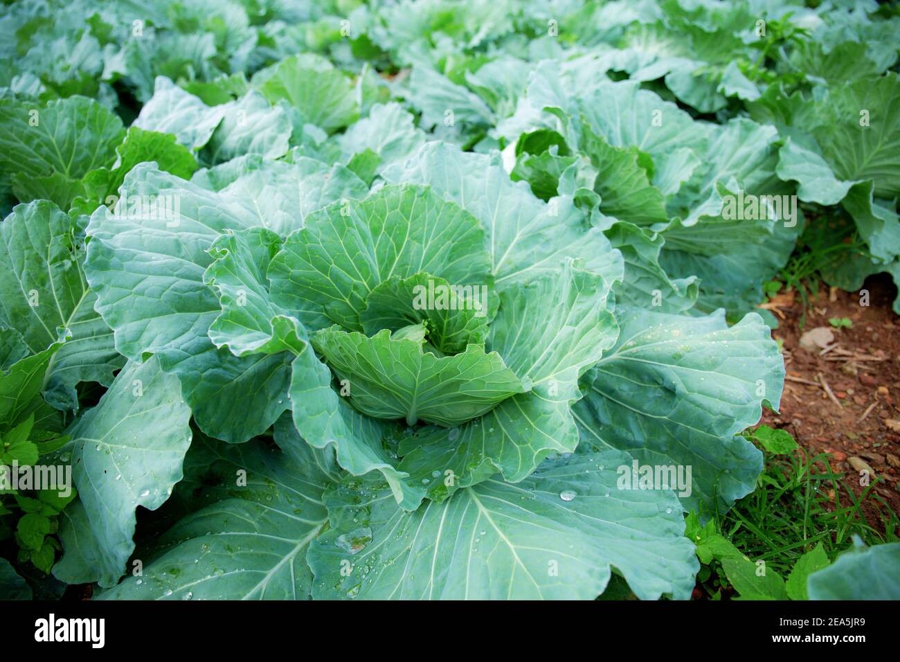 Cabbage on a plot in the winter Stock Photo - Alamy
