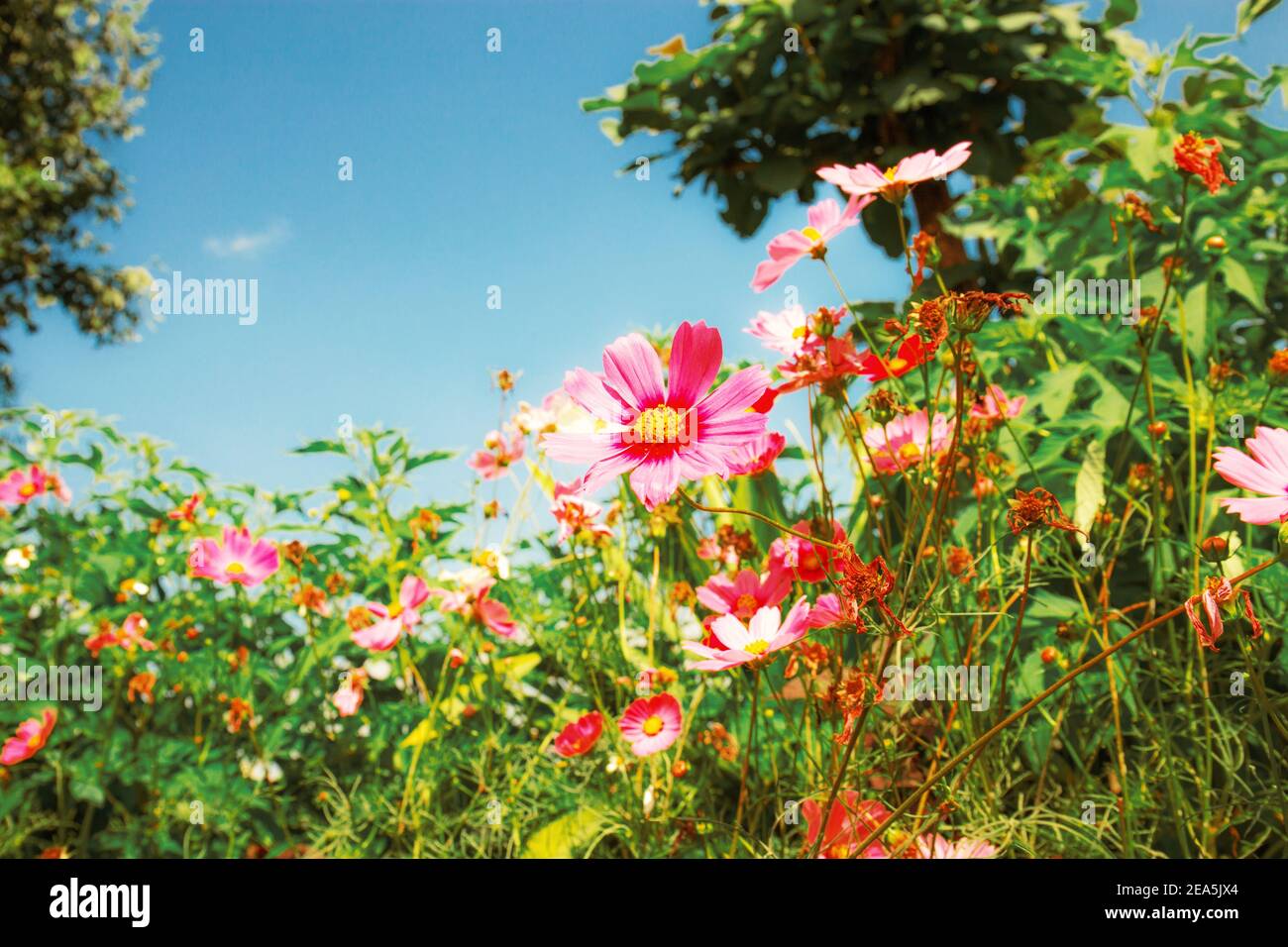 Colorful of cosmos on field with the blue sky Stock Photo - Alamy