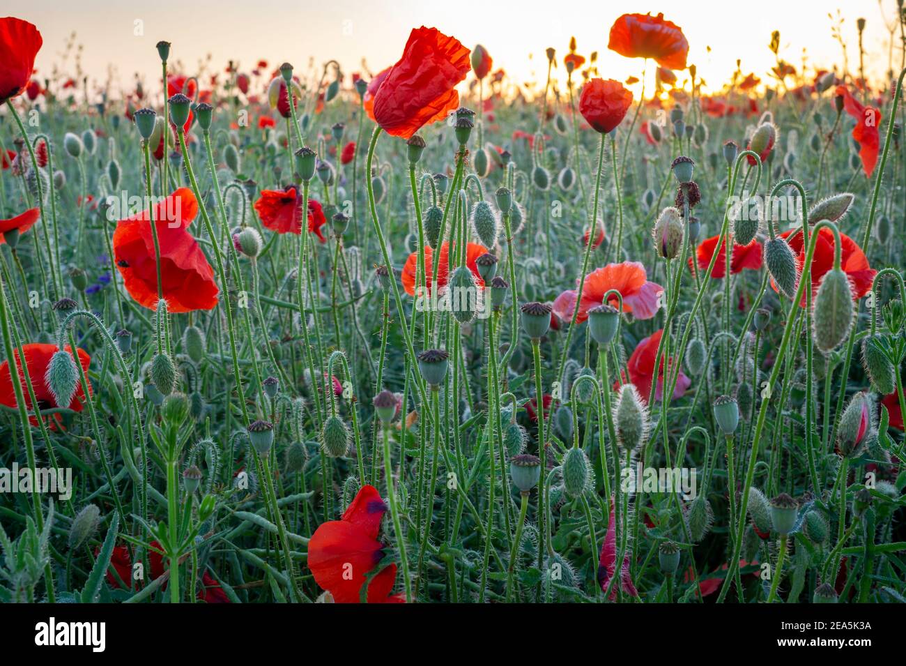 Agricultural field with colorful red Papaver or corn poppies in a low ...