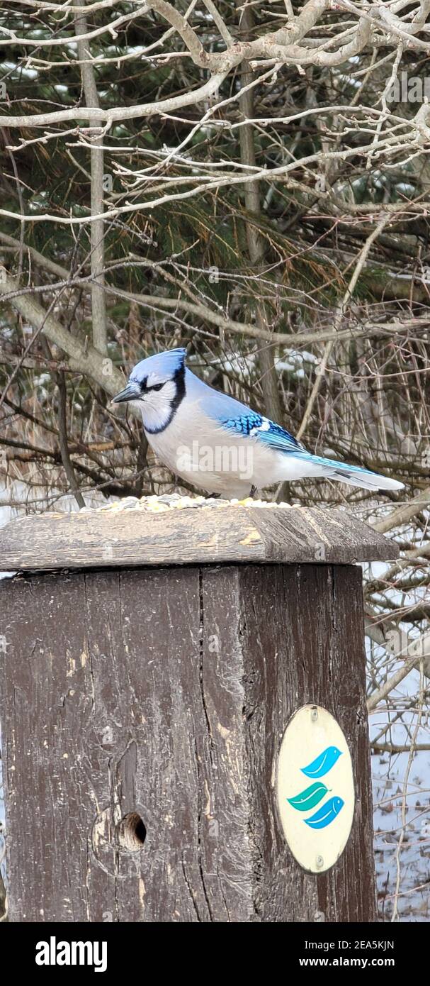 Jay walking hi-res stock photography and images - Alamy