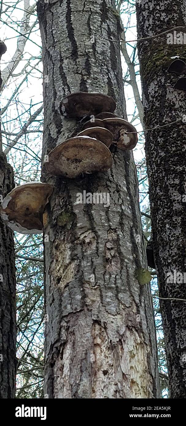 group of Artist's Bracket Stock Photo - Alamy