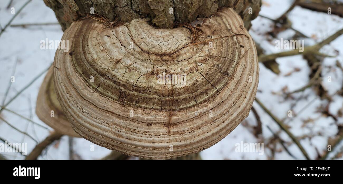 Artists habitat hi-res stock photography and images - Alamy