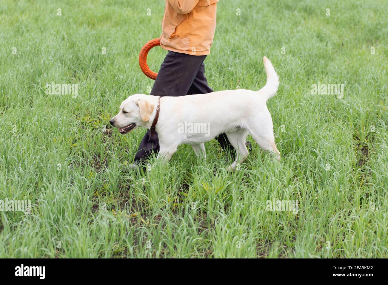 Labrador Retriever outdoor training process outdoor in green park Stock ...