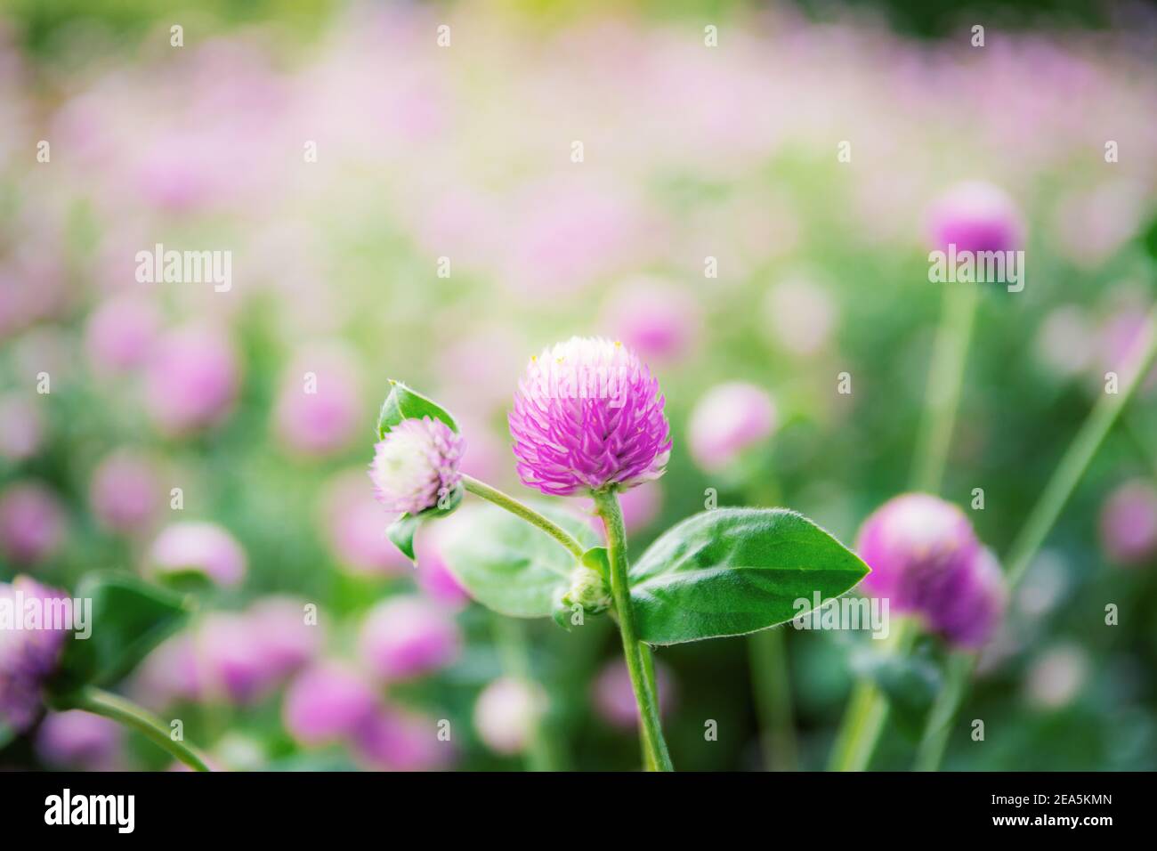 Head flower of purple color with the beautiful in winter Stock Photo ...