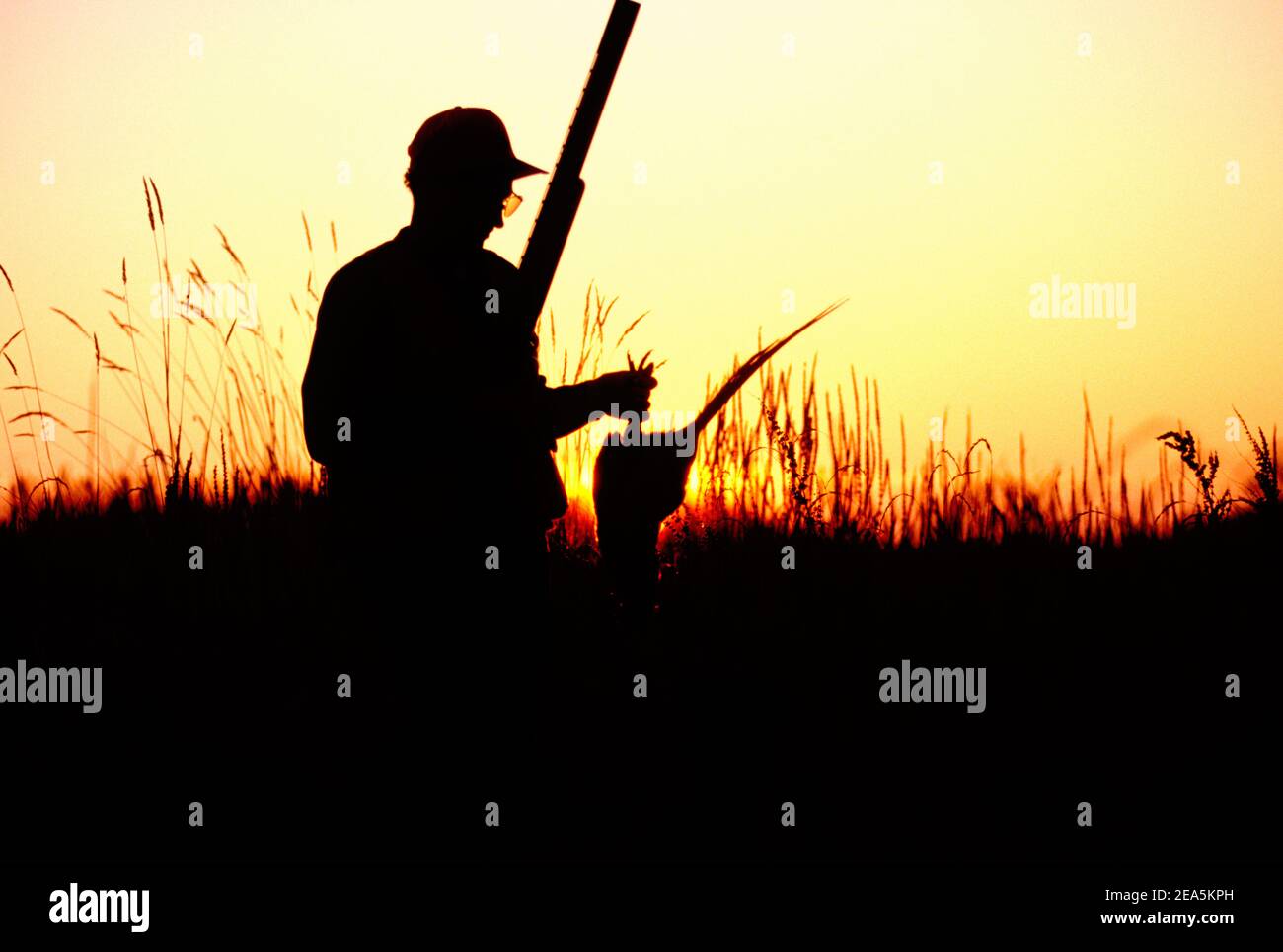 Pheasant hunter holding rooster pheasant at sunset hi-res stock ...
