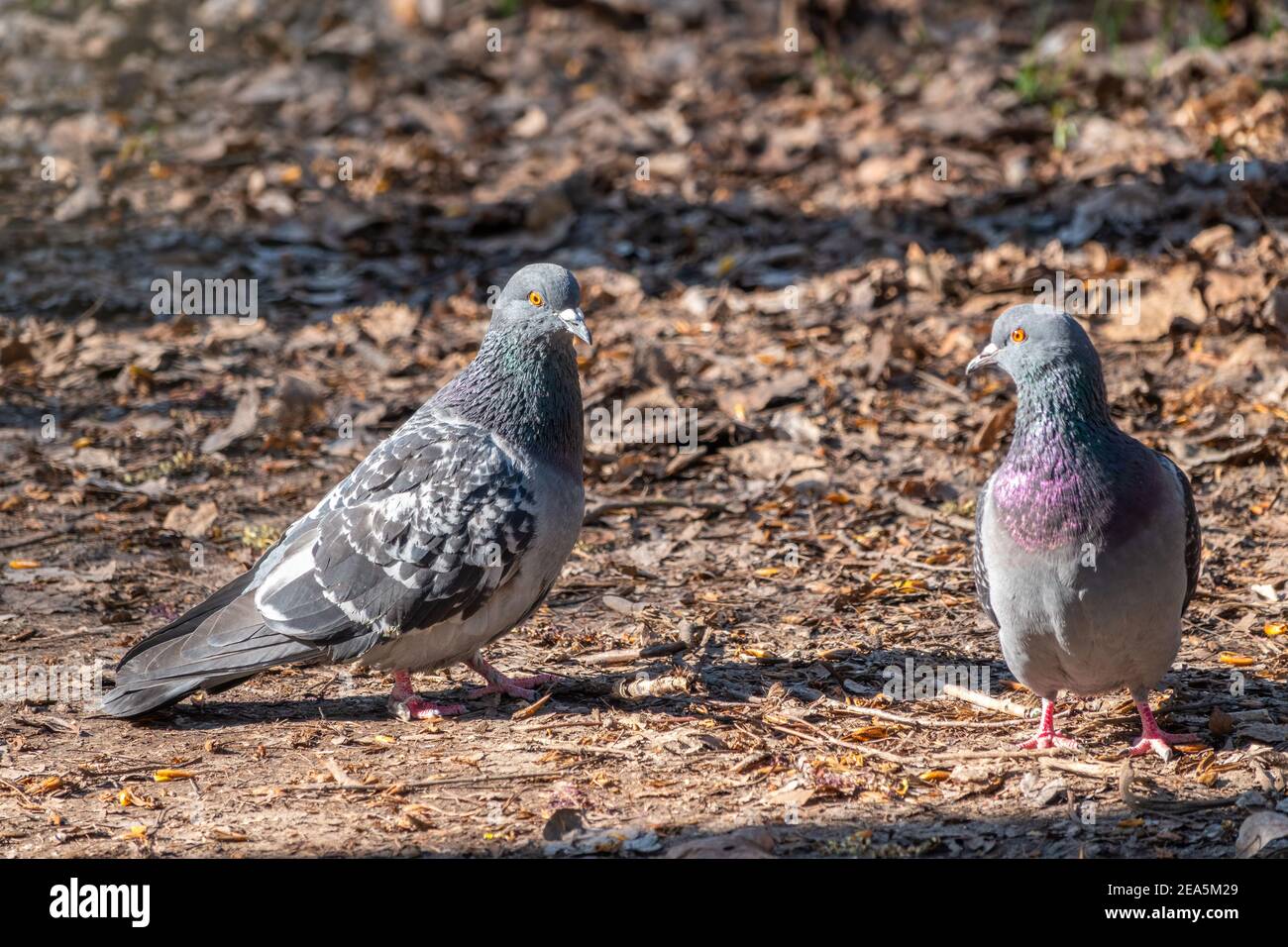 Mating games of a pair of pigeons. Pigeons in Love Game Stock Photo - Alamy