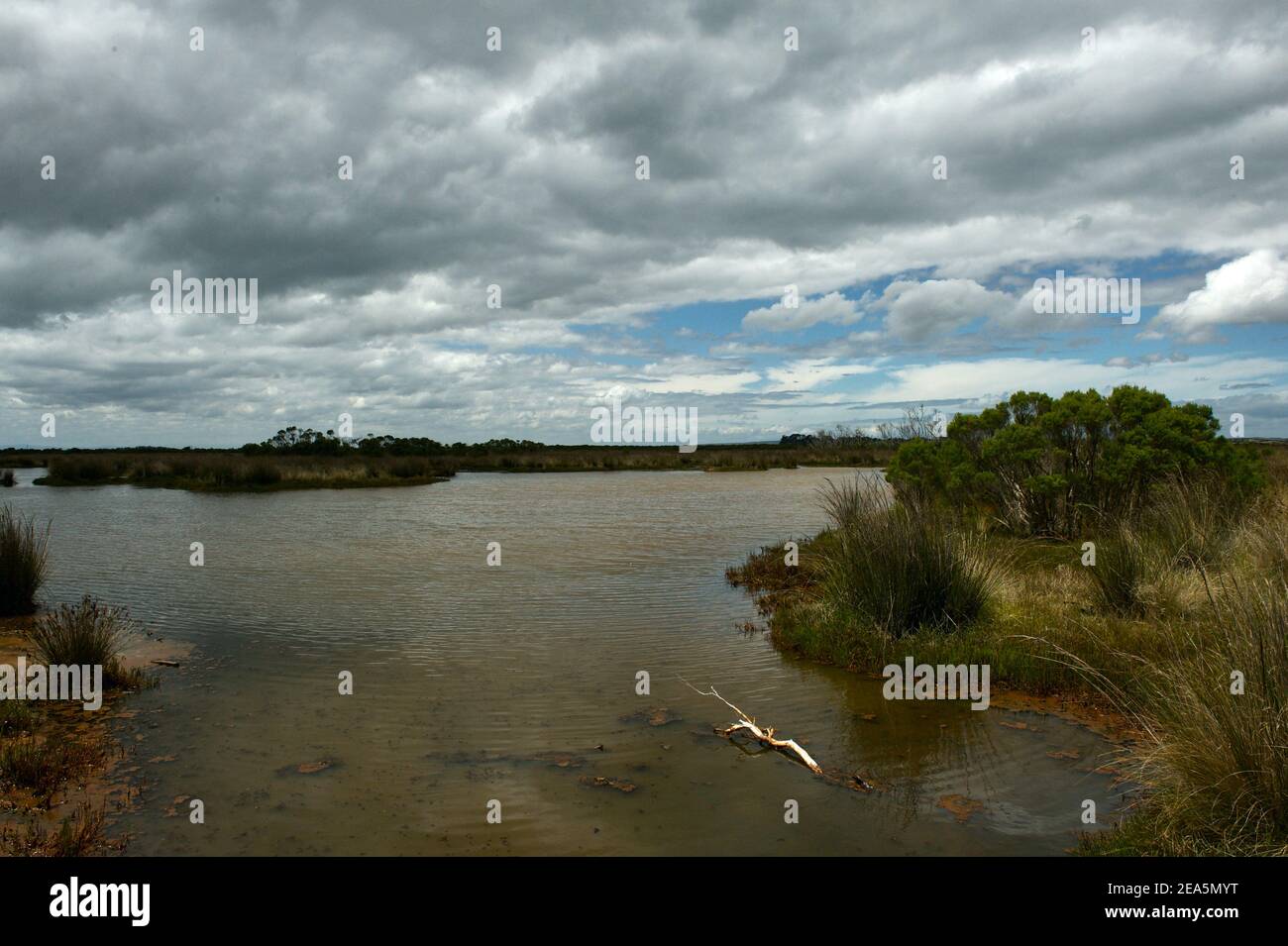 Australian mangrove hi-res stock photography and images - Alamy