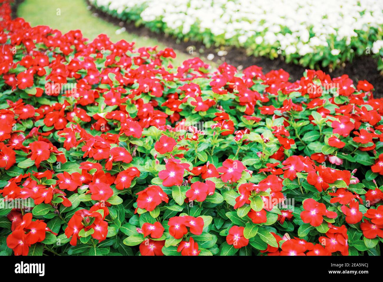 Red flower on plots with the beautiful in winter Stock Photo - Alamy