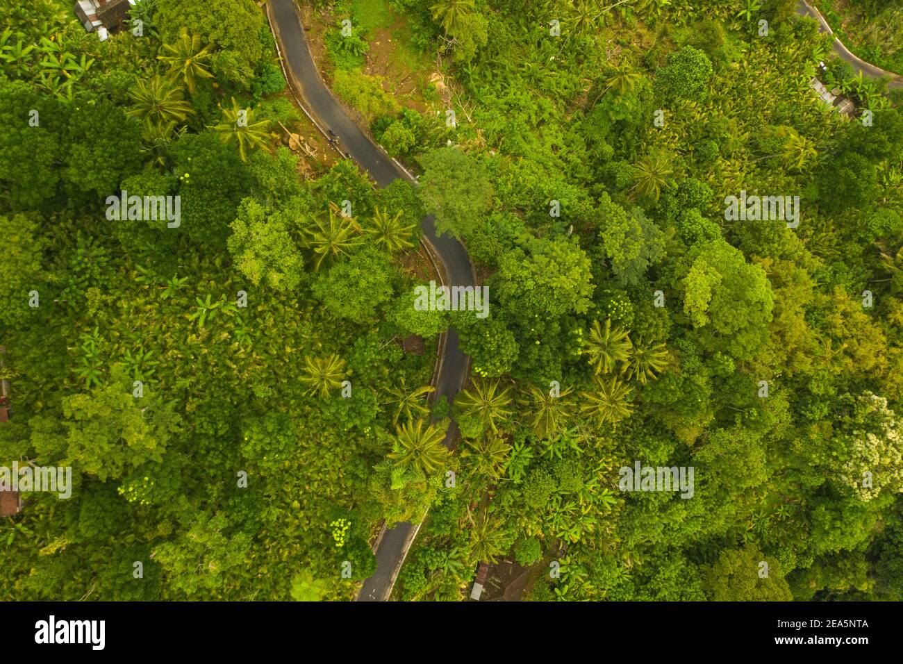 Top down overhead aerial view of asphalt road leading through lush ...
