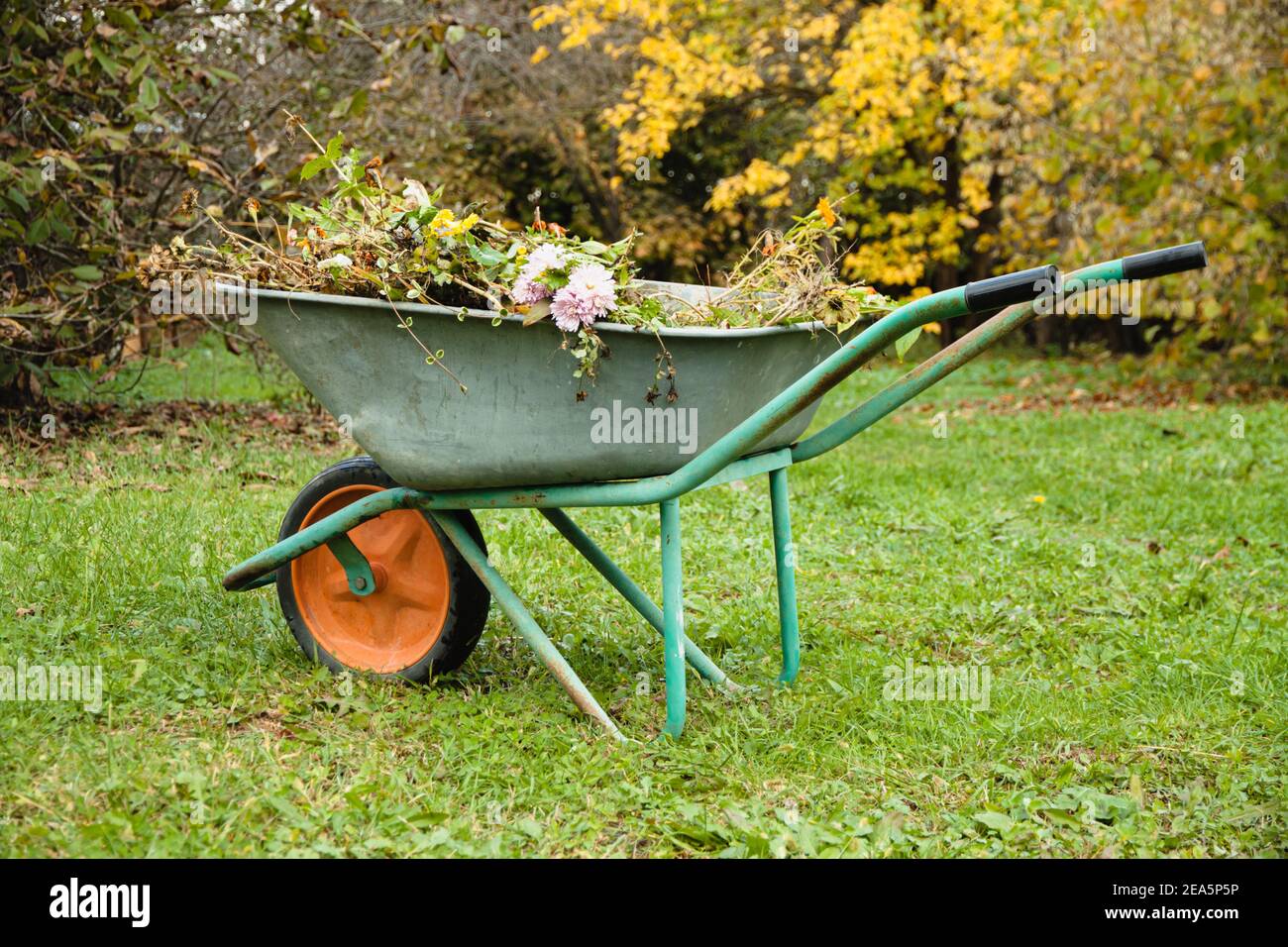 A garden steel robust wheelbarrow with garden garbage. Concept ...