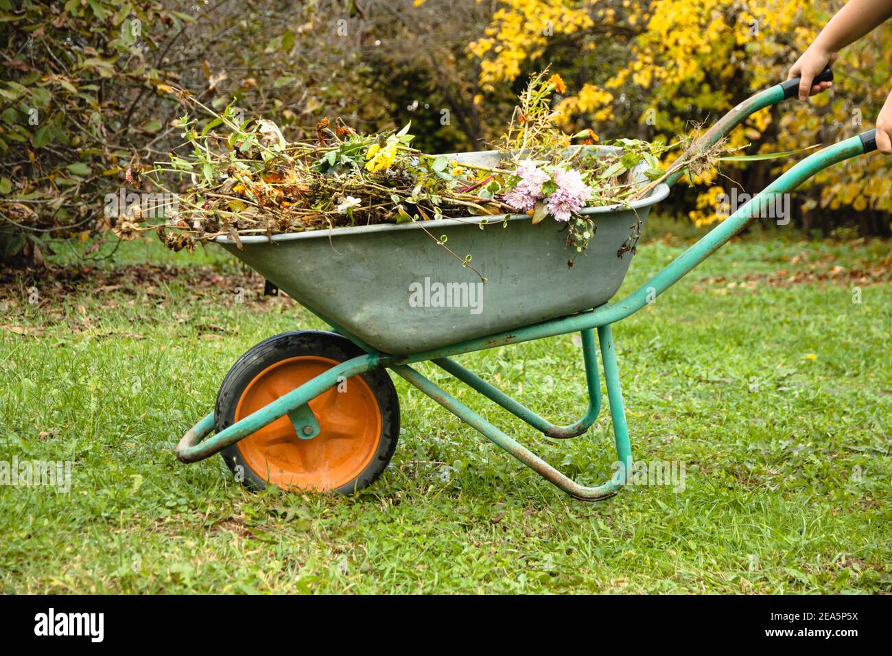 A garden steel robust wheelbarrow with garden garbage. Concept ...
