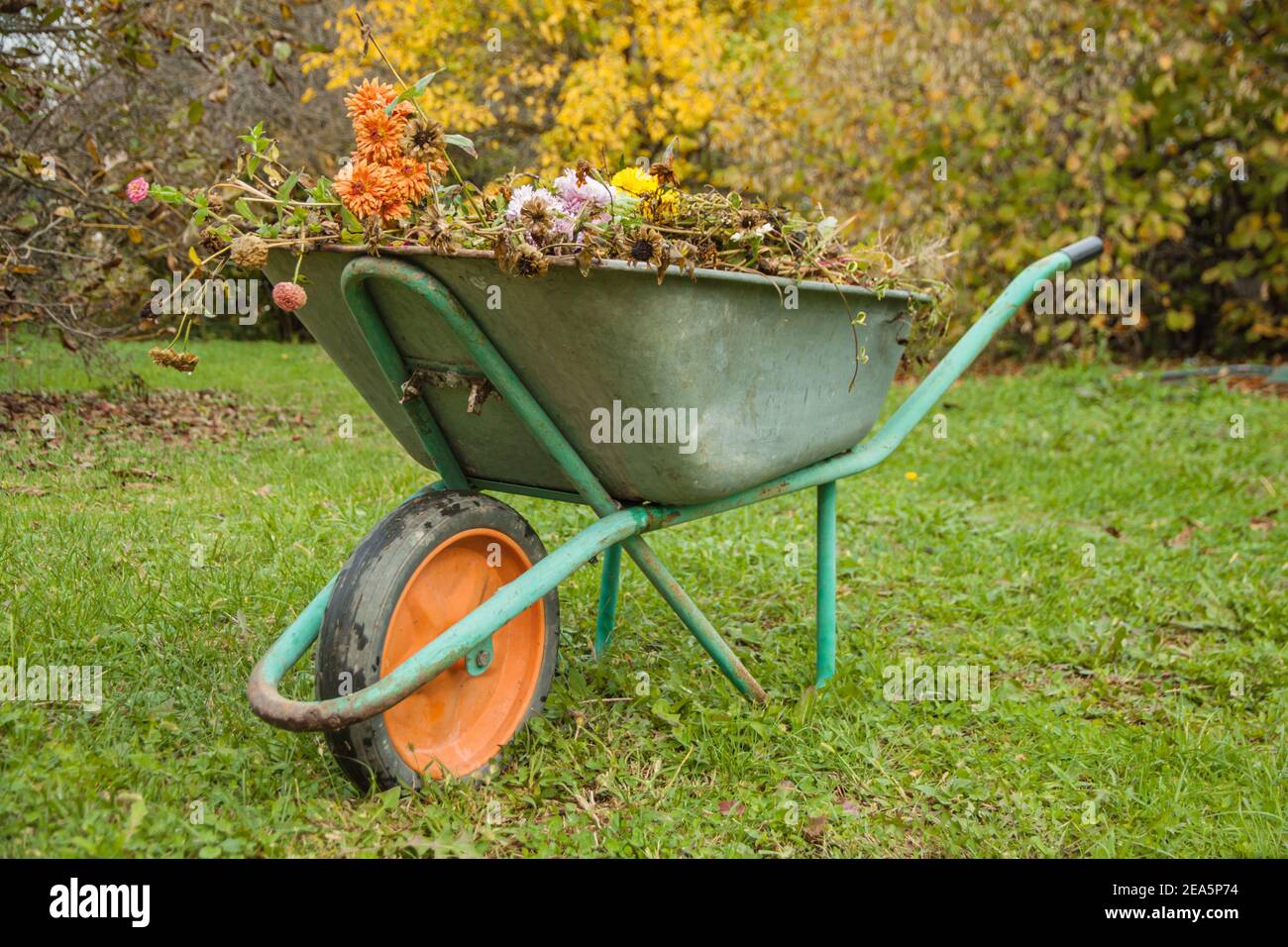 A garden steel robust wheelbarrow with garden garbage. Concept ...