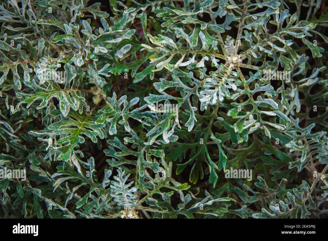 Leaves of the green-silver shrub Senecio cineraria. Natural background ...