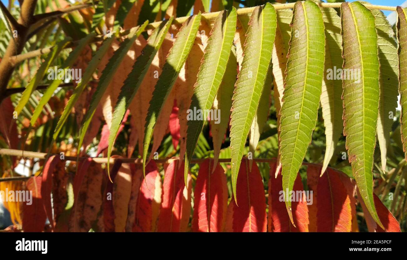 Colorful strong healthy leaves on tree, red stem, yellow, red, green ...