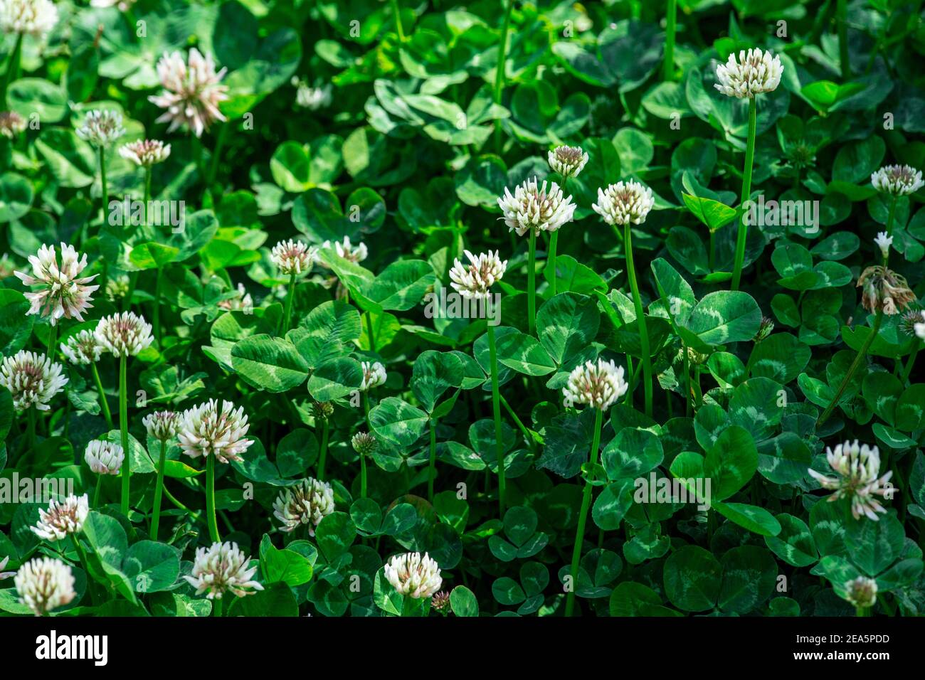 Creeping white clover hi-res stock photography and images - Alamy