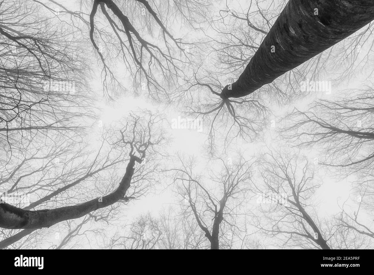 Nature park fallen leaves Black and White Stock Photos & Images - Alamy
