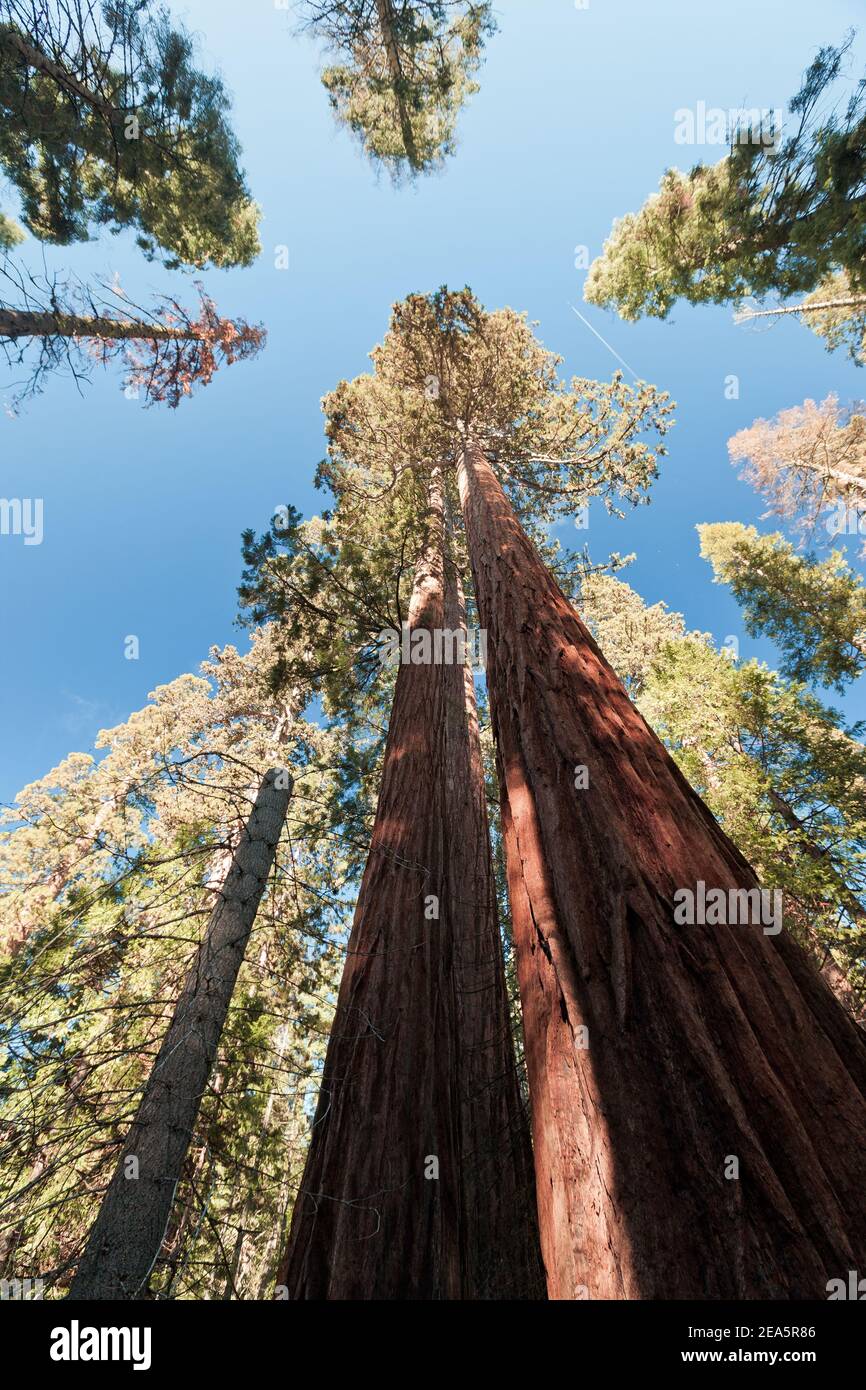 Low angle vertical shot of tall giant trees in old-growth dense forest ...