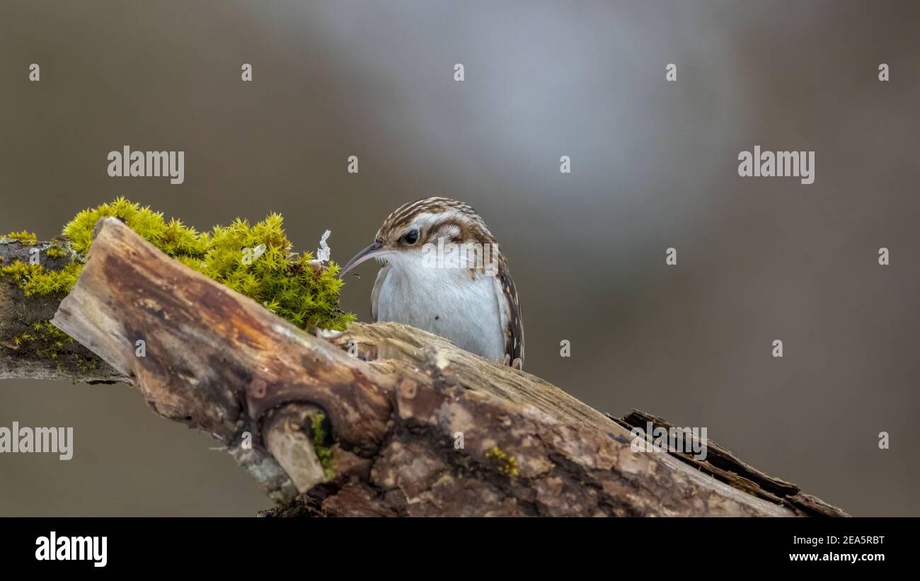 bird, natur, ast, wild lebende tiere, stieglitz, tier, baum, finch ...