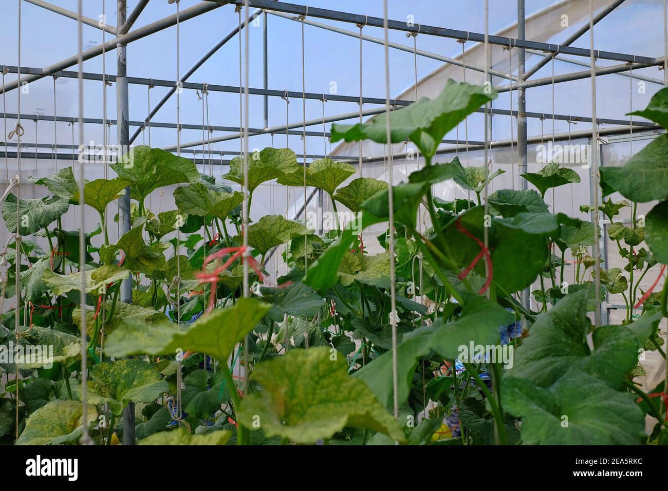 Agricultural Agriculture Background Beam Branch Cantaloup