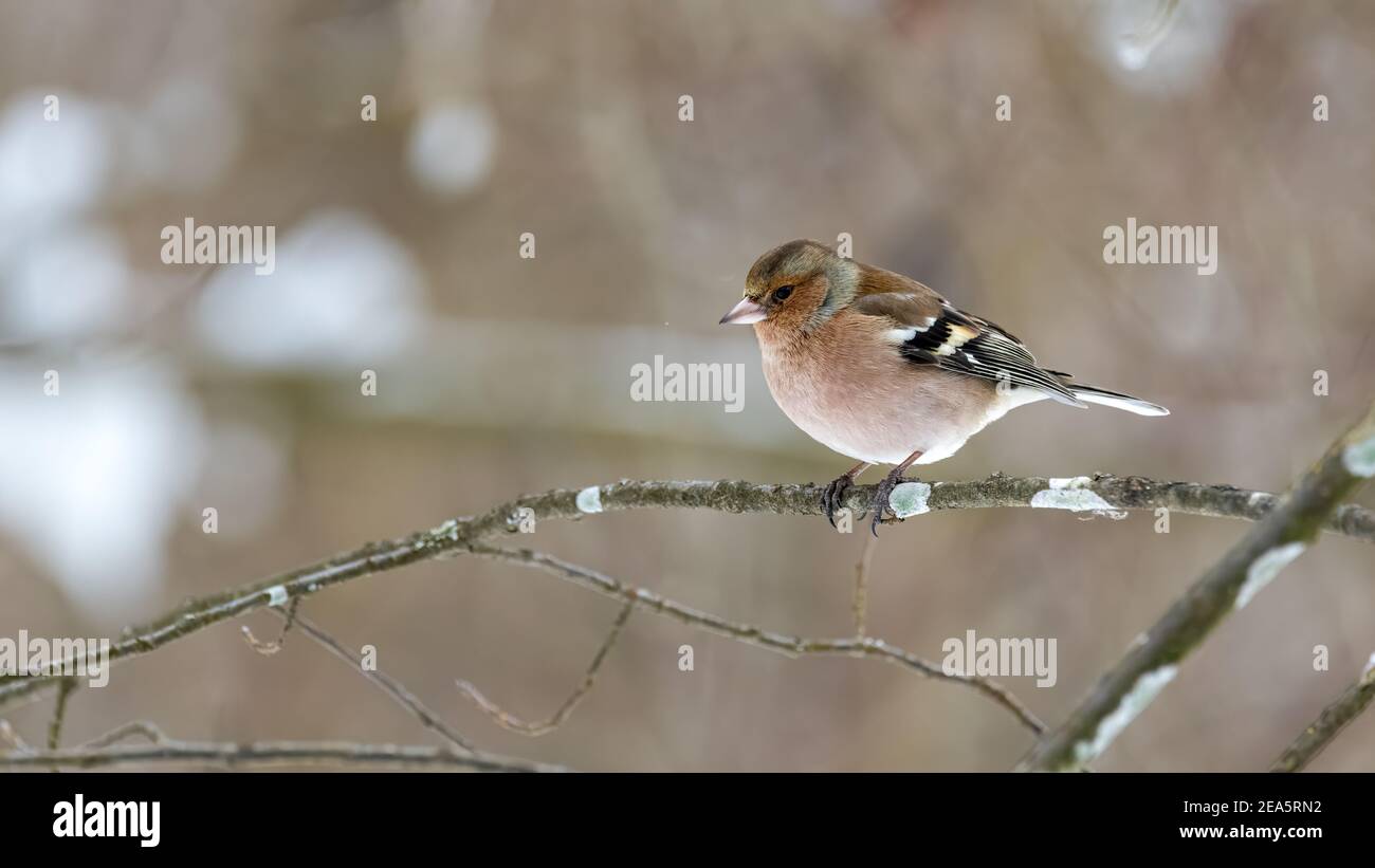 bird, natur, ast, wild lebende tiere, stieglitz, tier, baum, finch ...