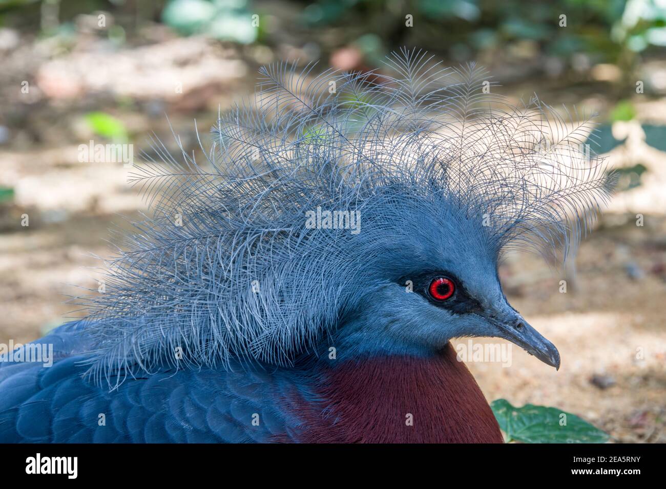 Sclater's crowned pigeon (Goura sclaterii) is a large, terrestrial ...