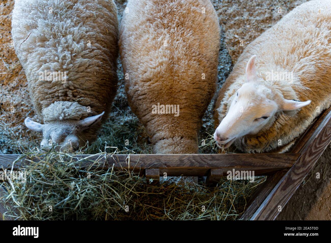 front portrait of a sheep inside barn, shed, next to metal fence Stock ...