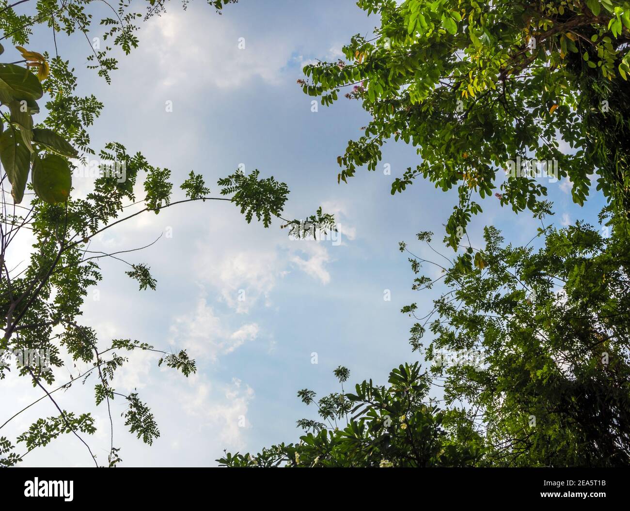 A Low Vantage Point to the Blue sky through the leaves of the tree ...