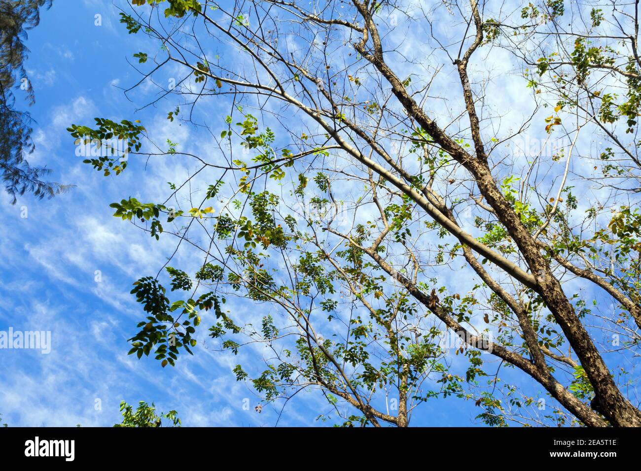 A Low Vantage Point to the Blue sky through the leaves of the tree ...