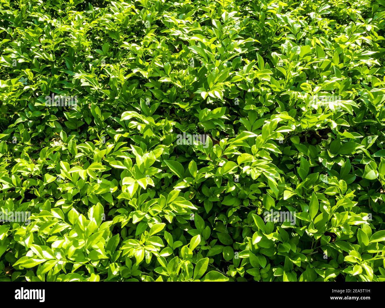 Surface texture on Leaves of the ornamental plant as nature background ...