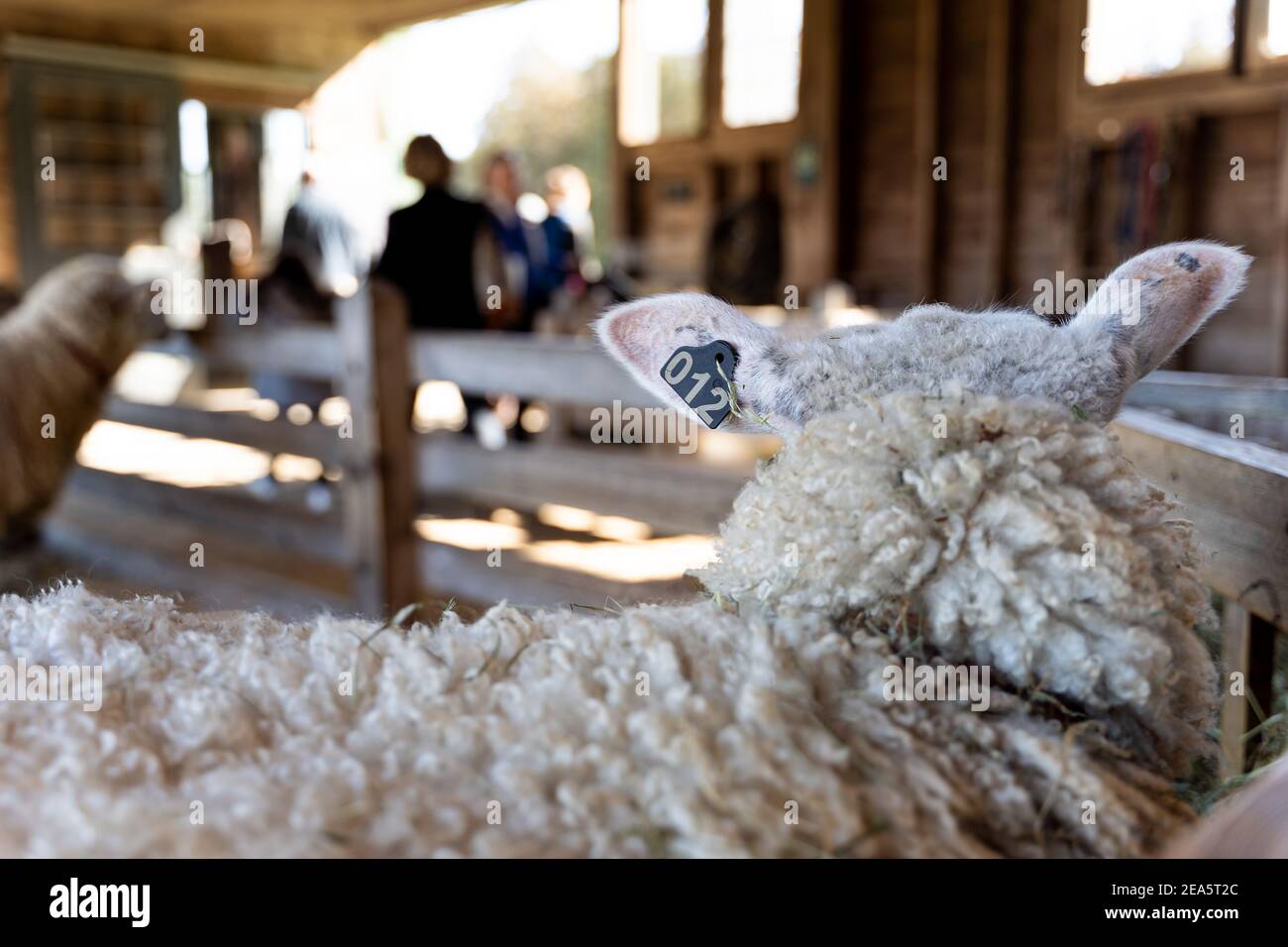 front portrait of a sheep inside barn, shed, next to metal fence Stock ...