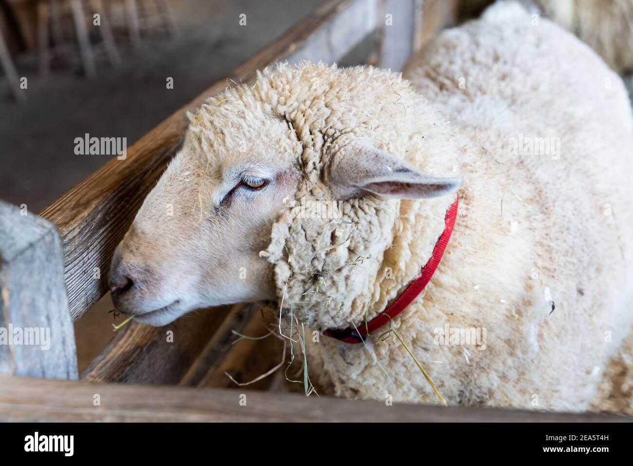 front portrait of a sheep inside barn, shed, next to metal fence Stock ...