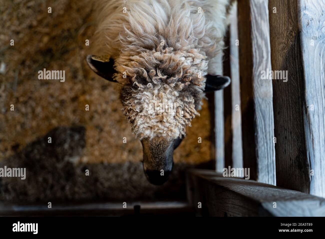 front portrait of a sheep inside barn, shed, next to metal fence Stock ...