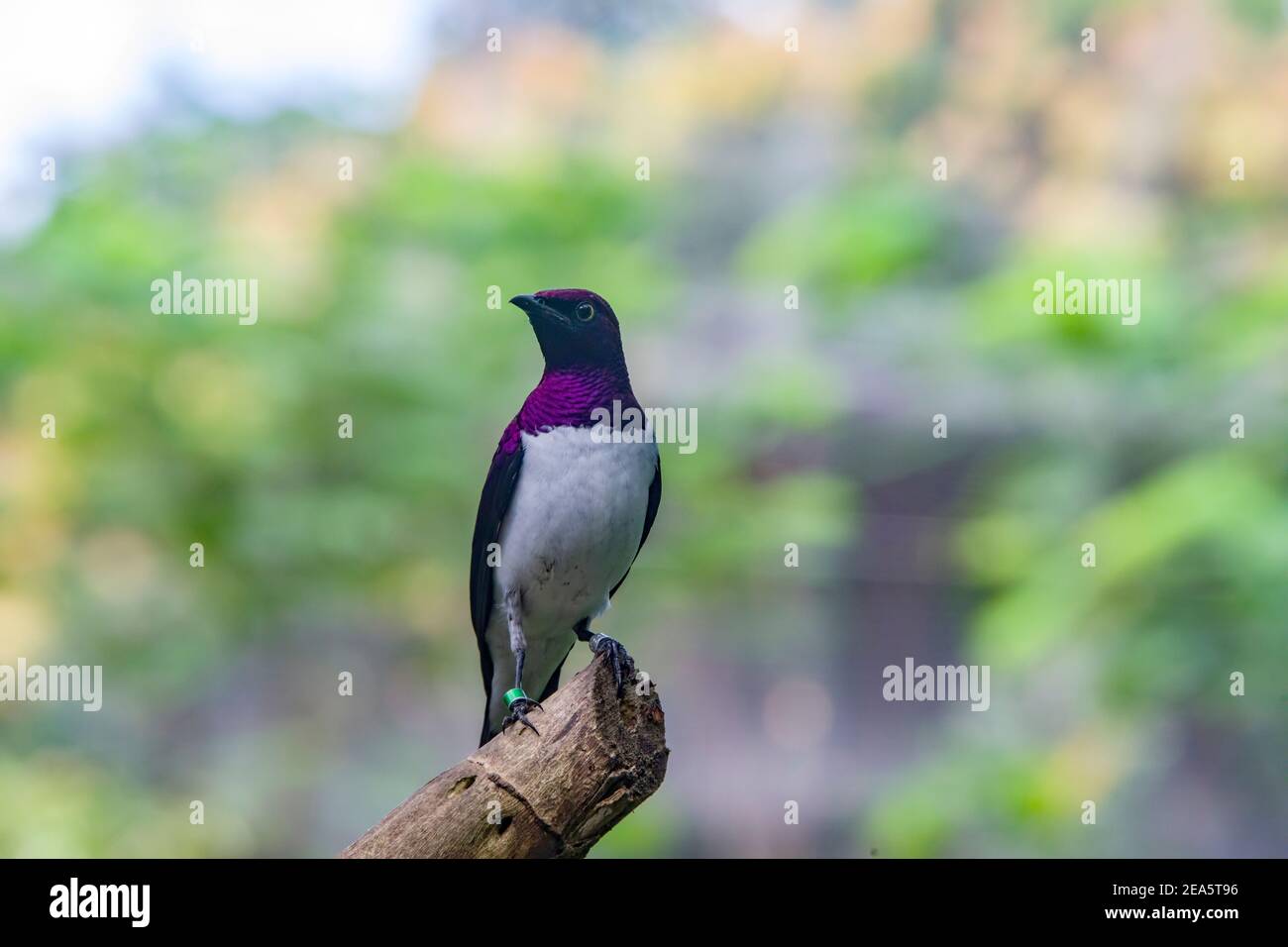 a Violet-backed starling stands on the branch. It is a relatively small ...