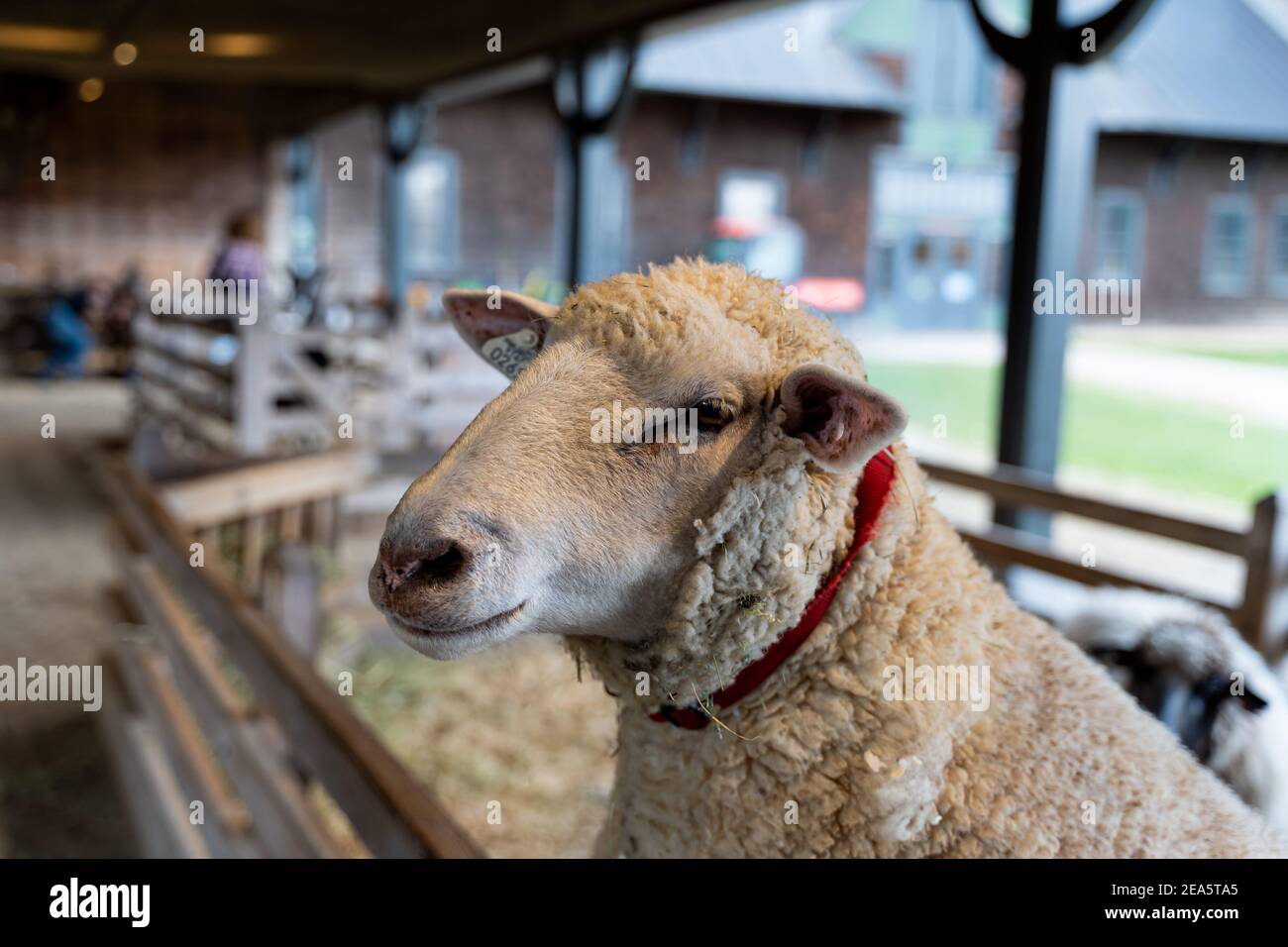 front portrait of a sheep inside barn, shed, next to metal fence Stock ...