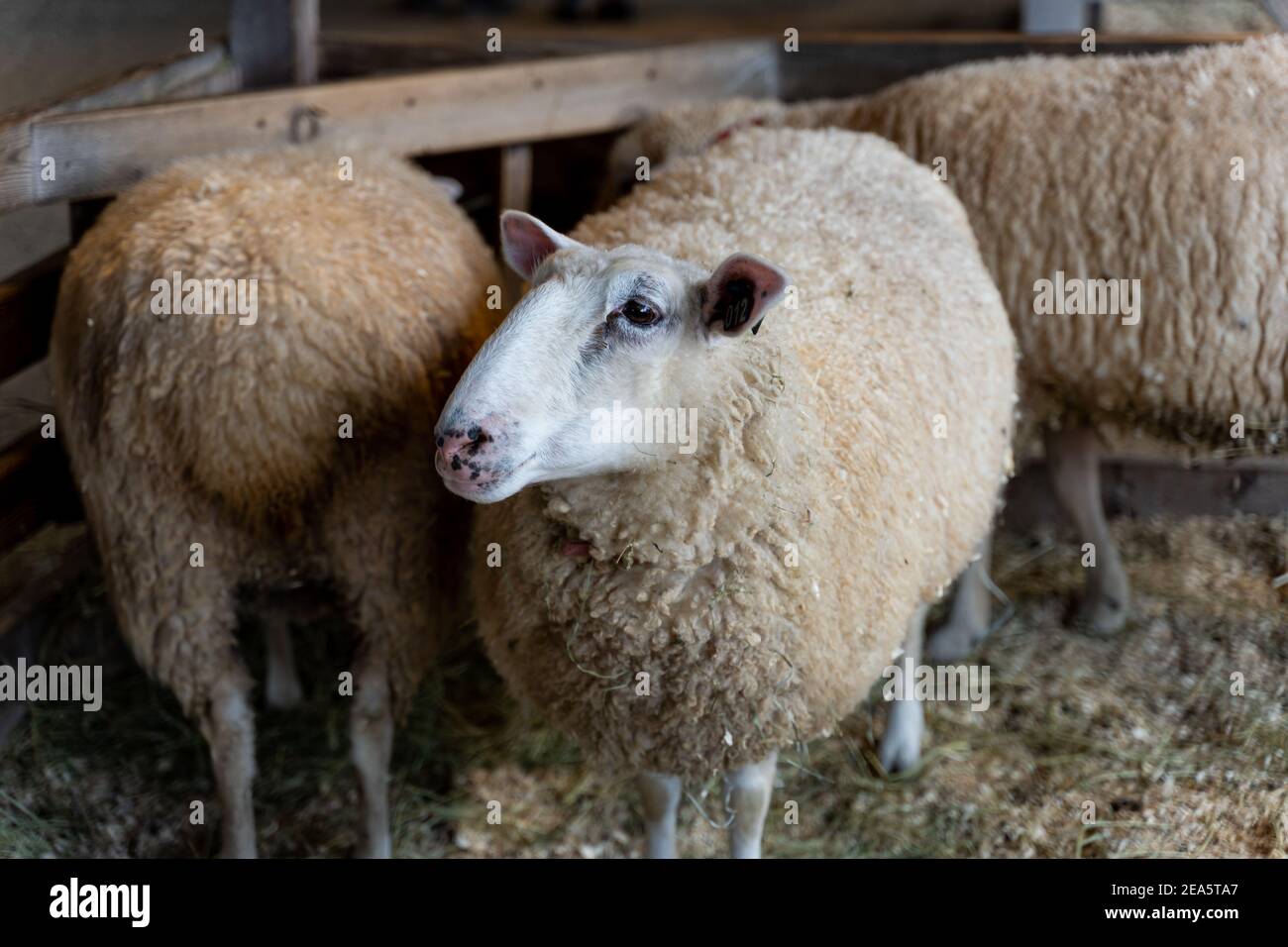 front portrait of a sheep inside barn, shed, next to metal fence Stock ...