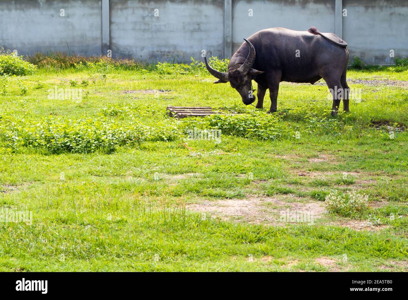 Buffalo frighting with wooden pallet in the countryside Stock Photo - Alamy