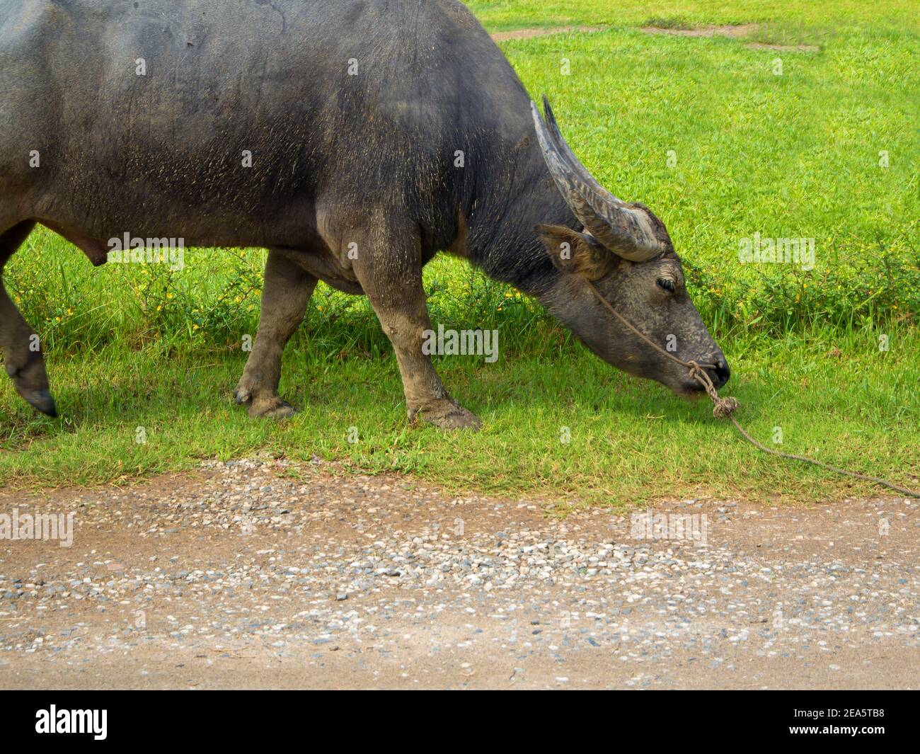 Buffalo grazing along the walking path in the countryside Stock Photo ...