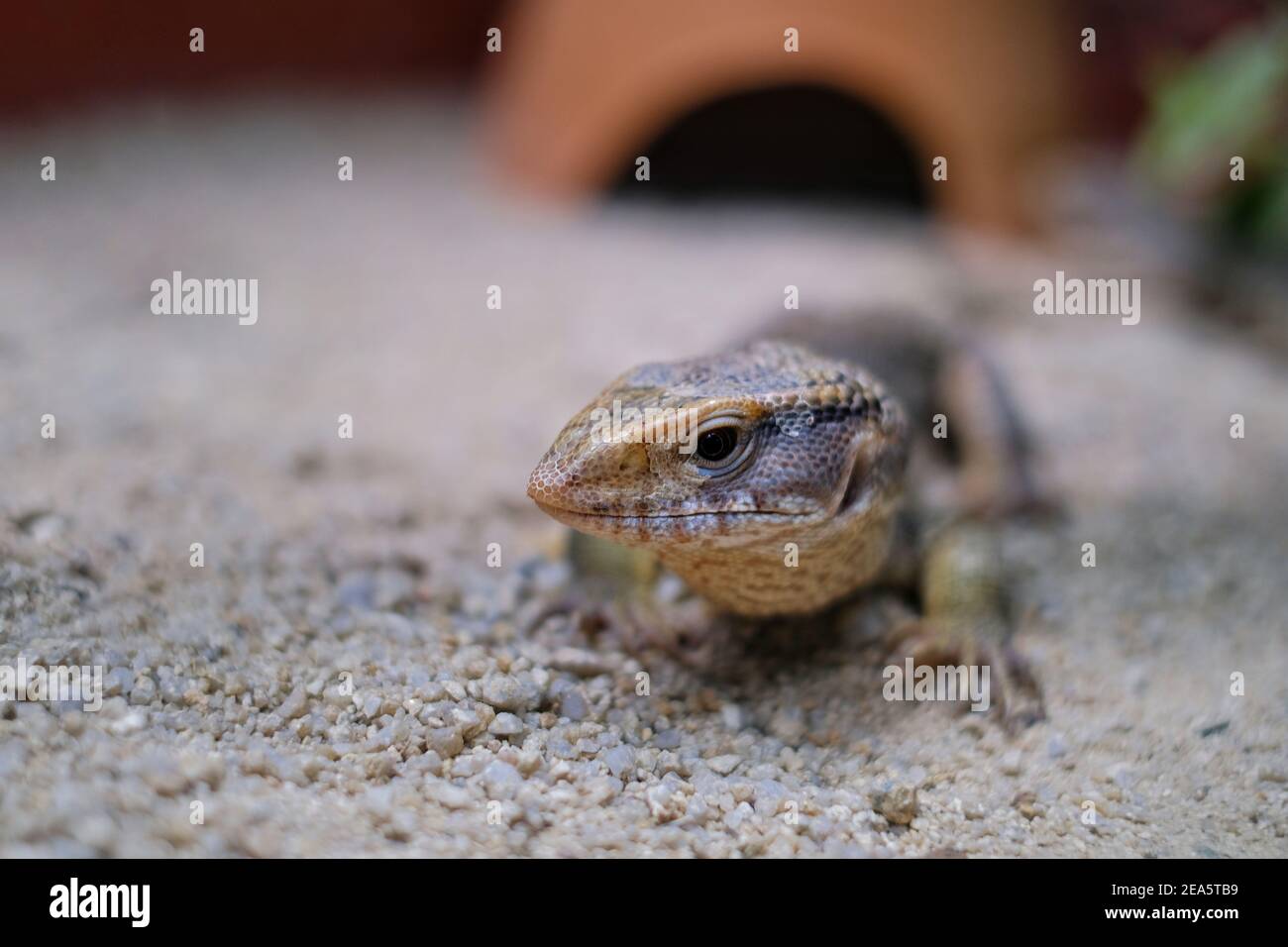 A close-up picture of a spiny-tailed monitor lizard walking on a sandy ...