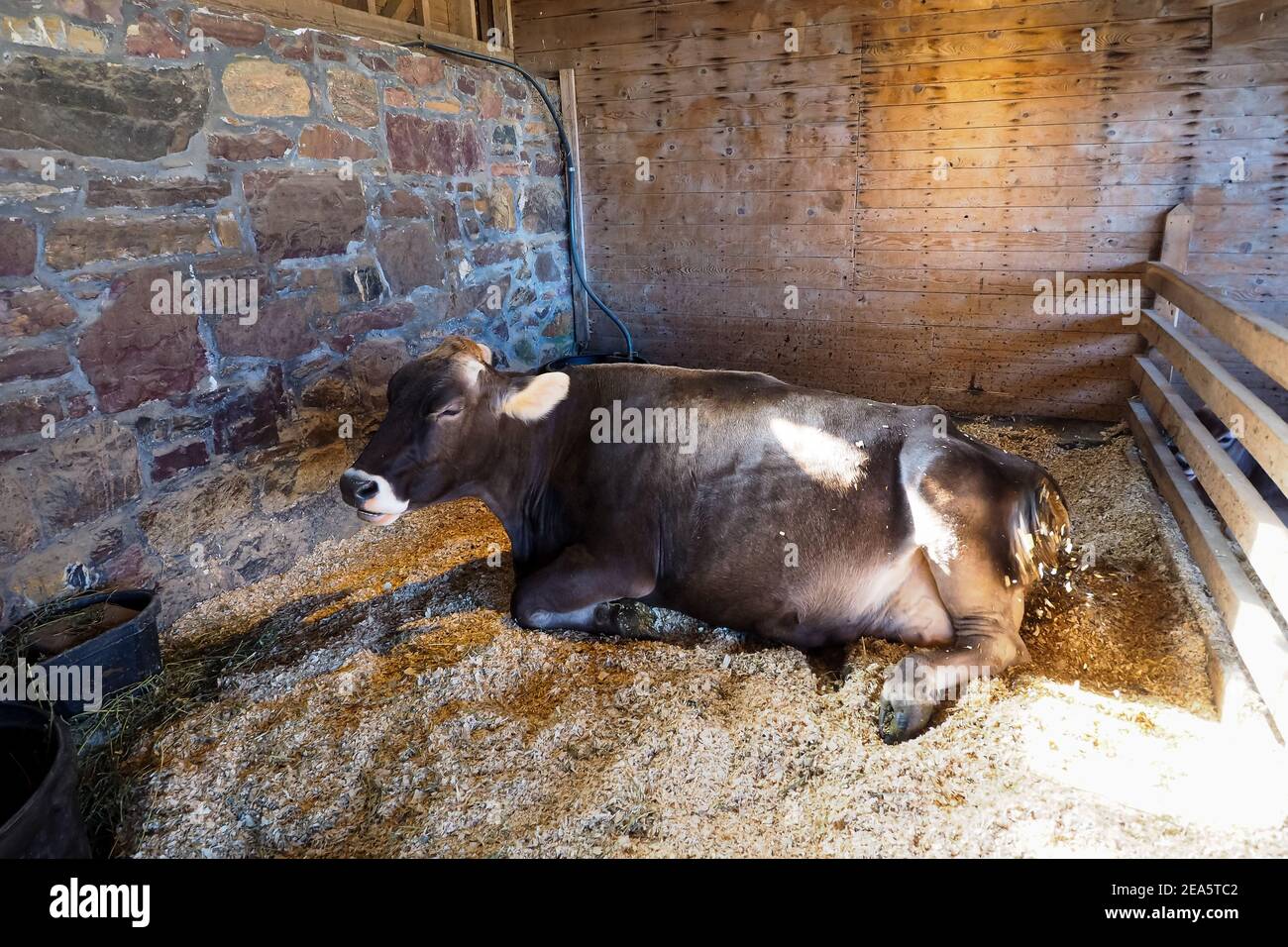 Milking cows by automatic industrial milking rotary system in modern ...