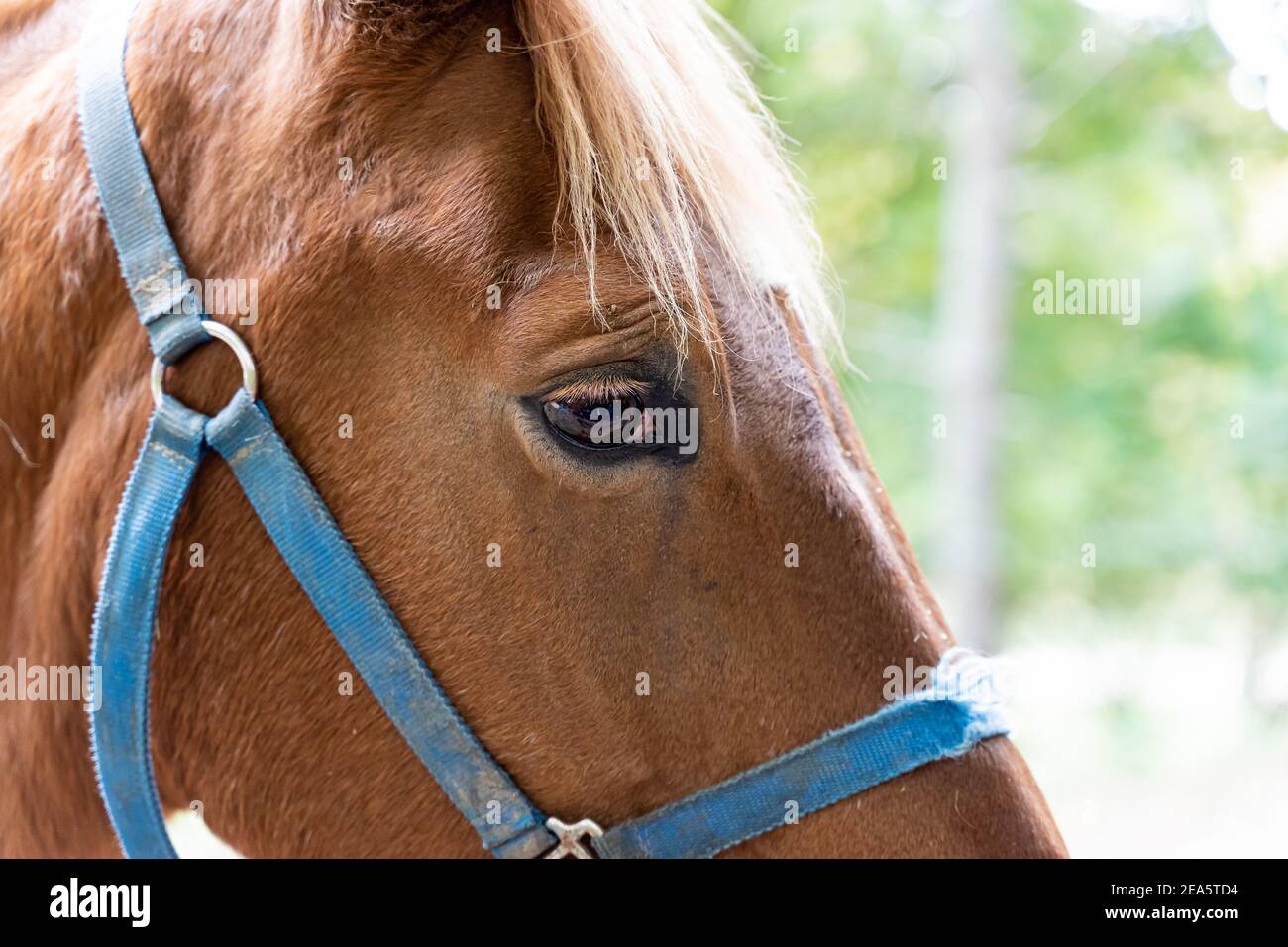 Side view half facial photo of a brown horse right eye, blue bridle ...