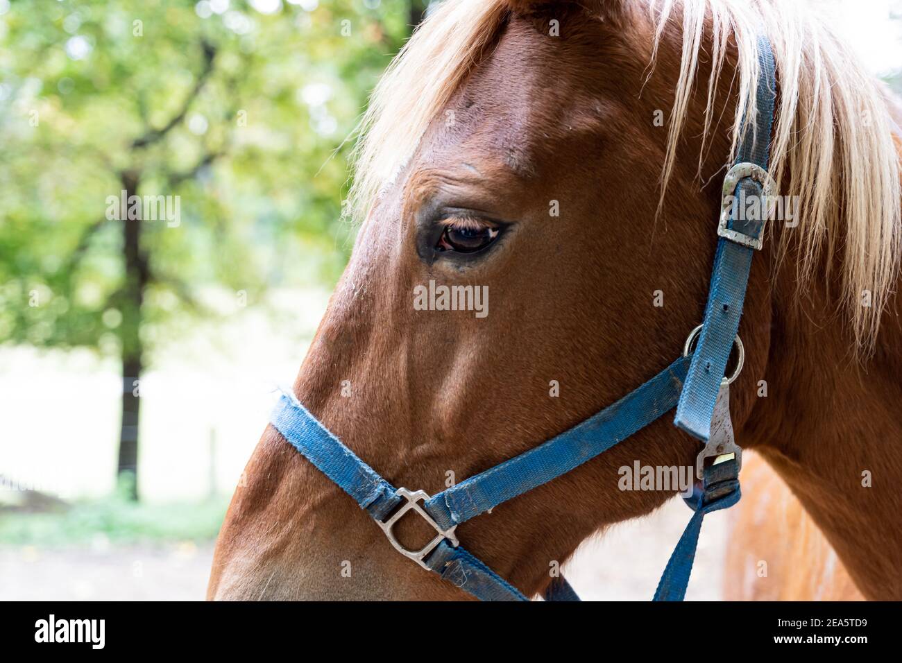 Side view half facial photo of a brown horse right eye, blue bridle ...